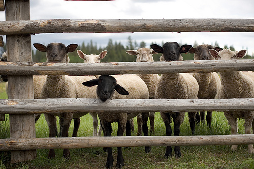 Meeting Our Lambs at Cutter Ranch | Foodists